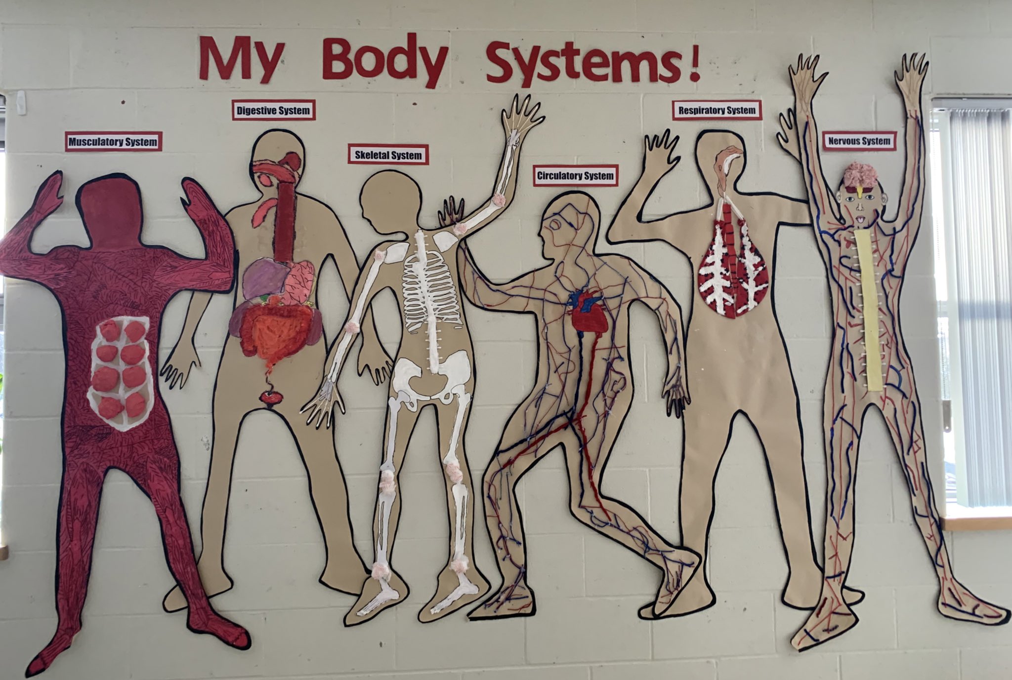 Human Organ Systems Grade 5 Grade 5 Science Human Organ Systems