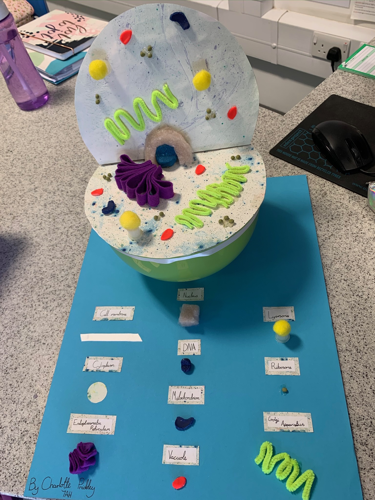Dna Model Project With Labels