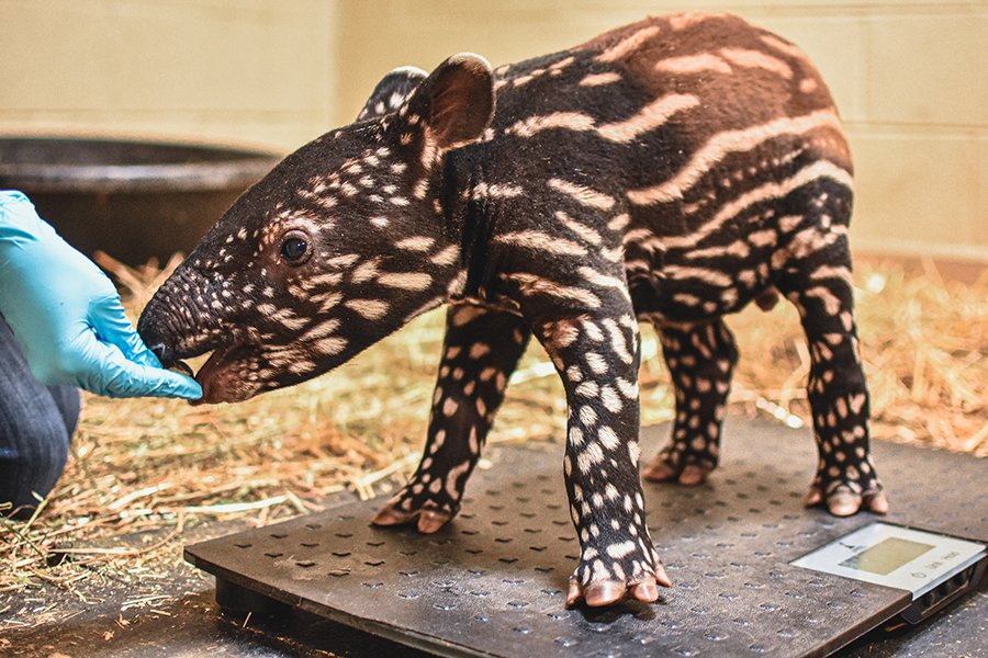 Malayan Tapir Baby