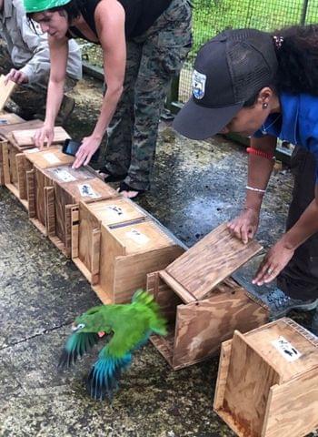 US Fish and Wildlife on Twitter: "“The Puerto Rican parrot is like ...