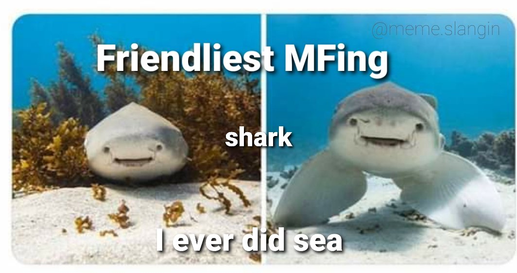 Funny Shark Memes