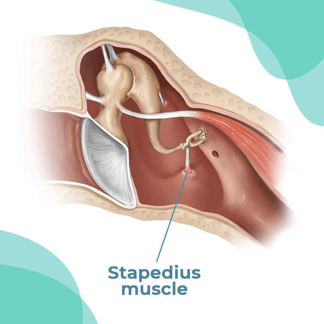 Stapedius