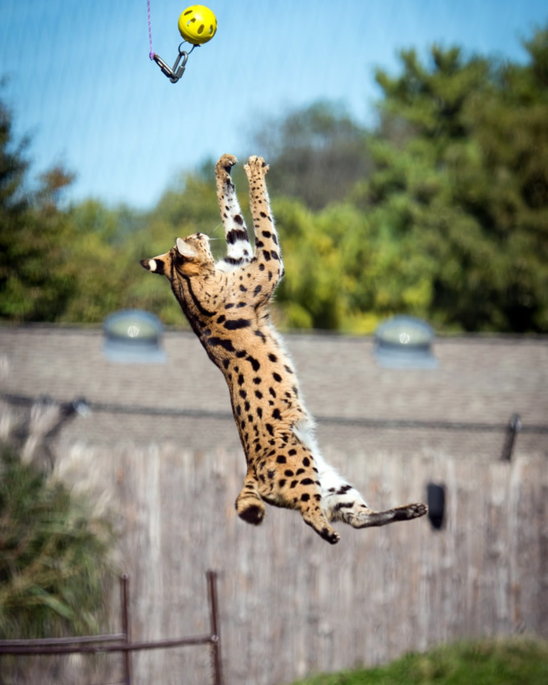 Serval Jumping For Bird