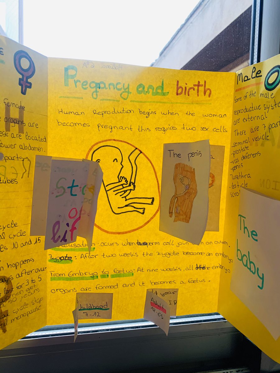 Reproductive System Projects