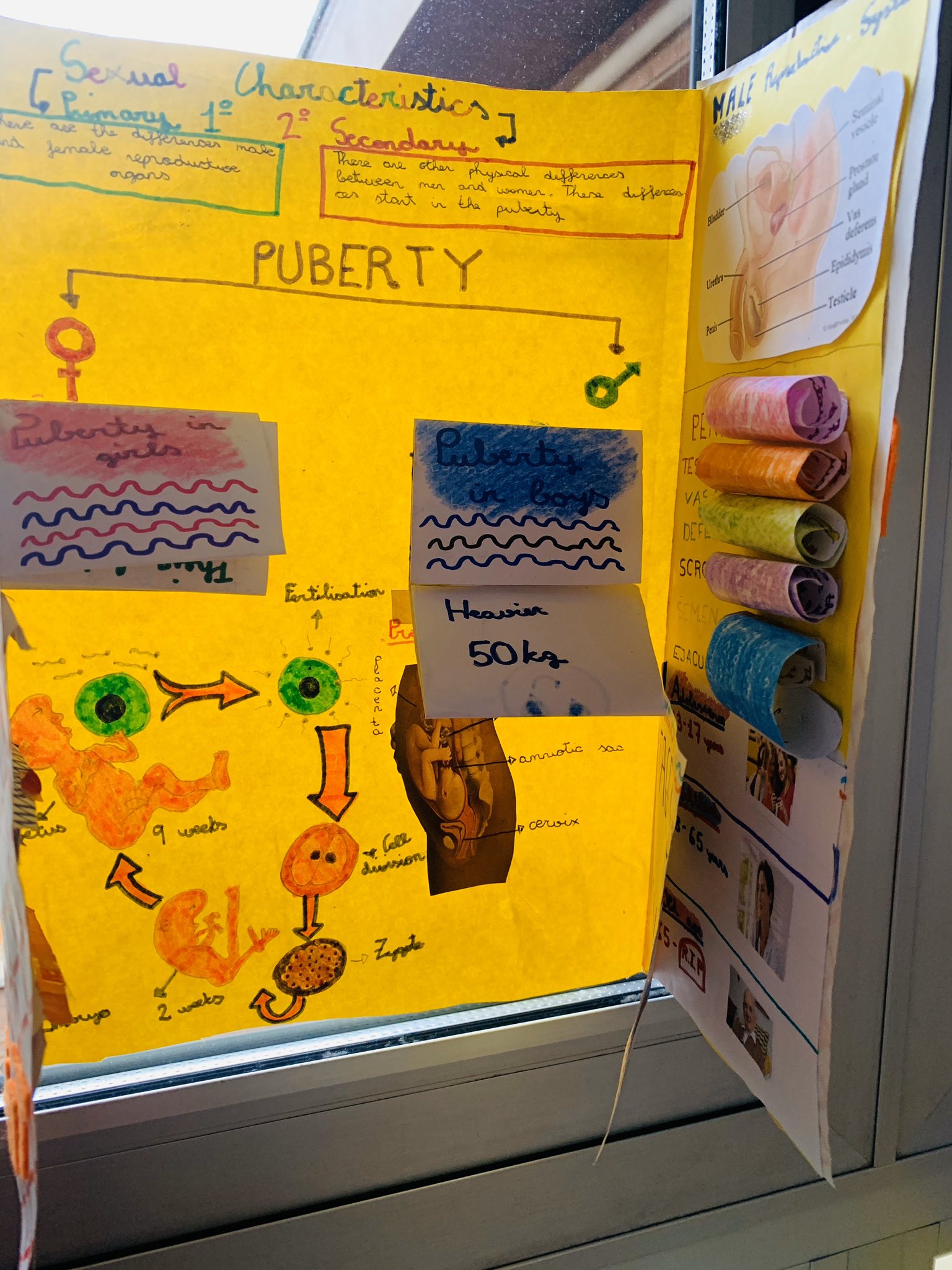 Reproductive System Projects