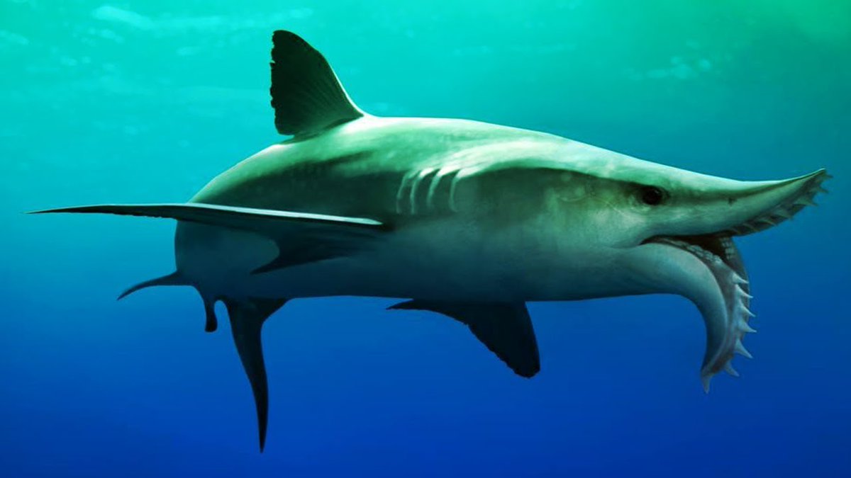 Edestus Shark
