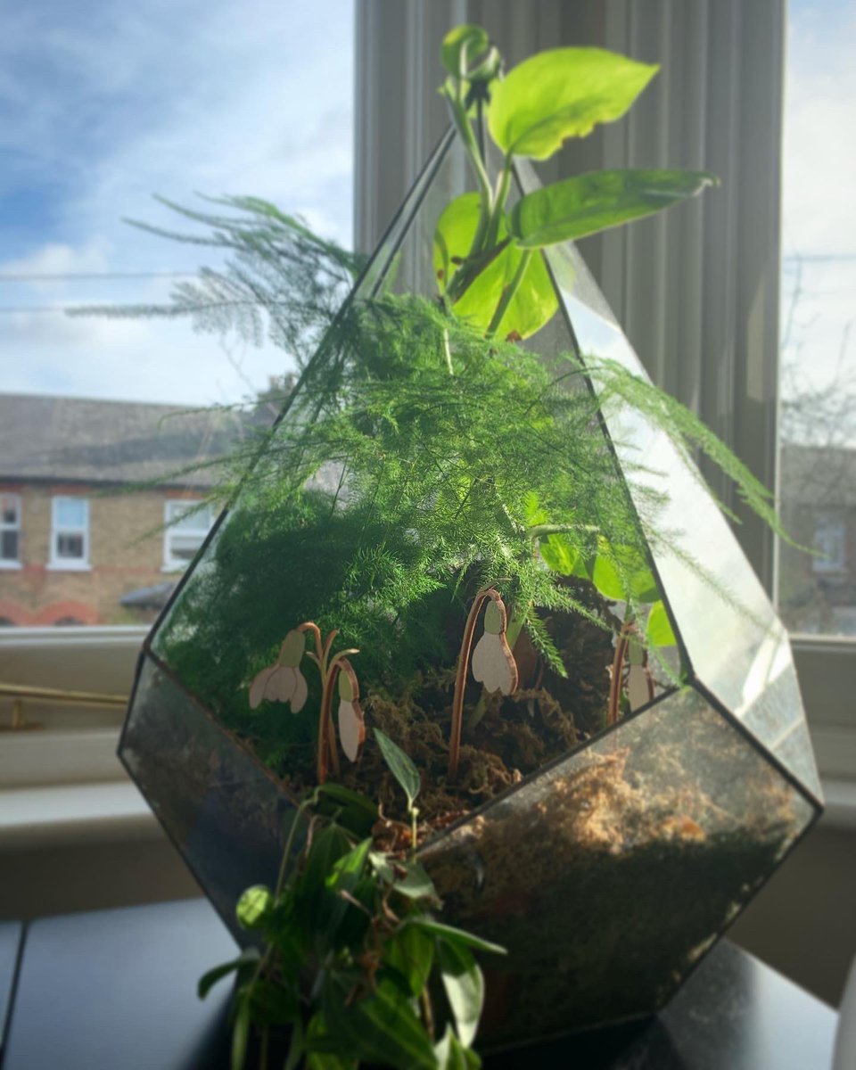 Asparagus Fern Terrarium
