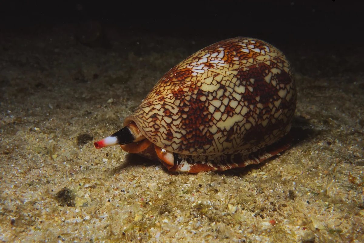 Dunyodagi eng xavfli jonivorlar haqida bilasizmi?