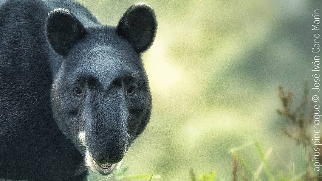 Mountain Tapir