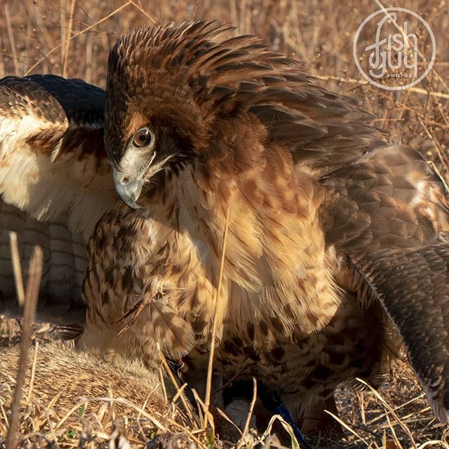 Red Tailed Hawk Falconry