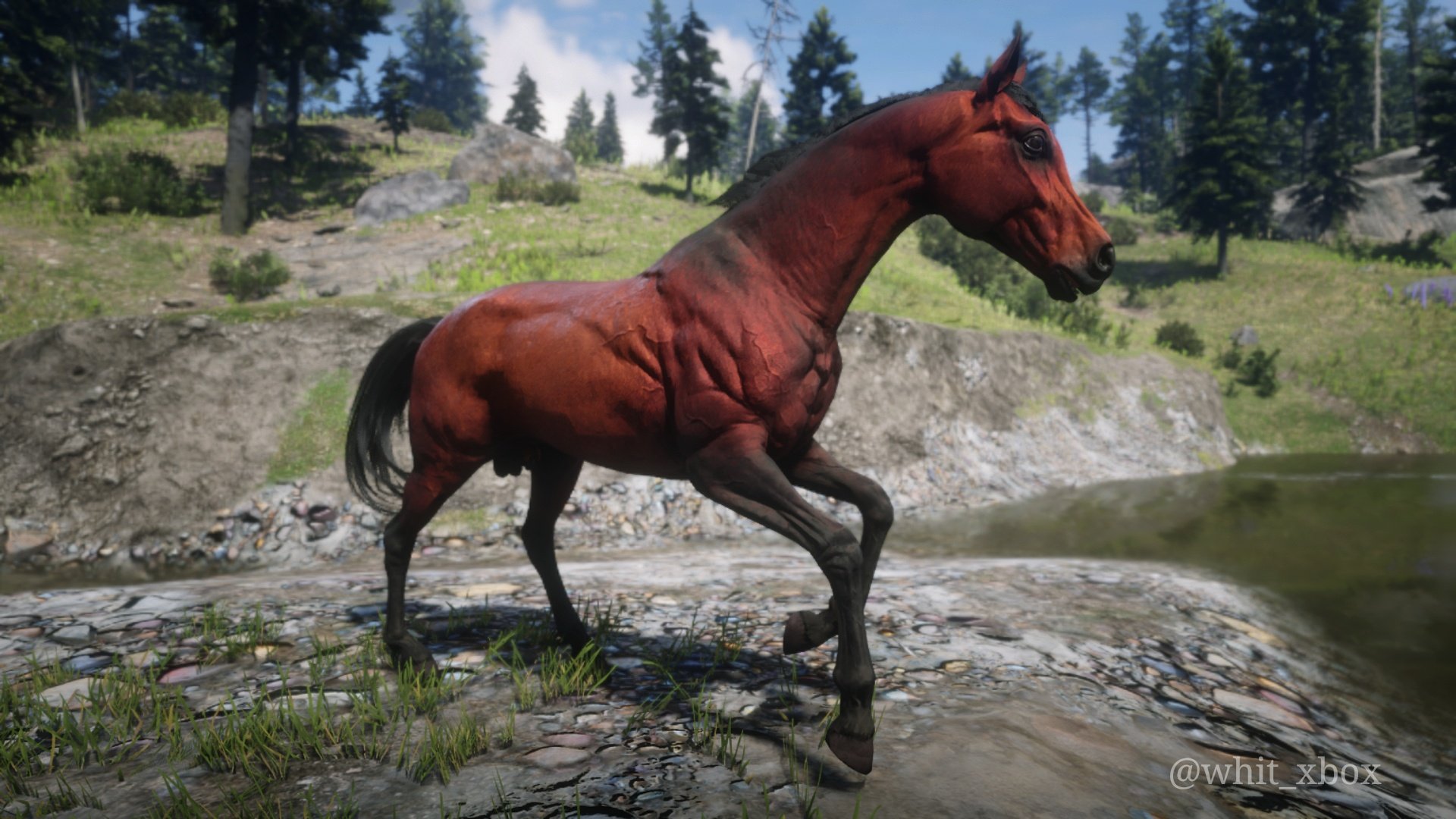 Red Chestnut Arabian Horse