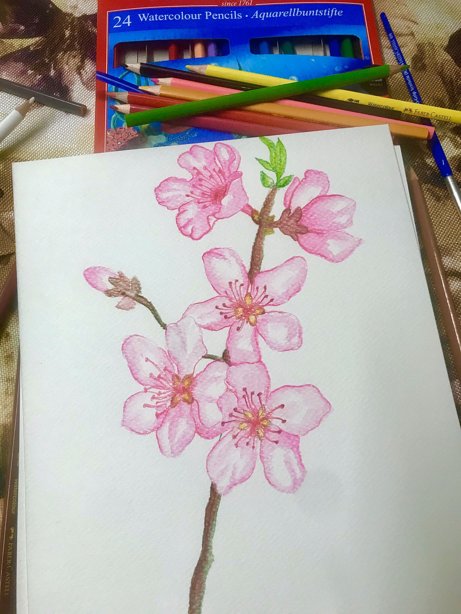 Pencil Drawings Of Cherry Blossoms