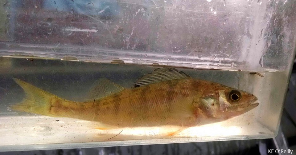Baby Yellow Perch