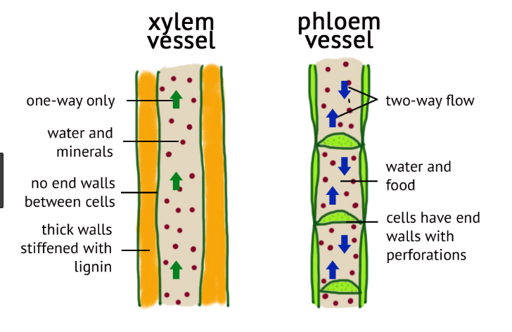 Xylem Labelled Diagram