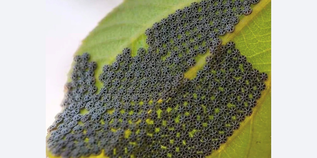 Butterfly Eggs