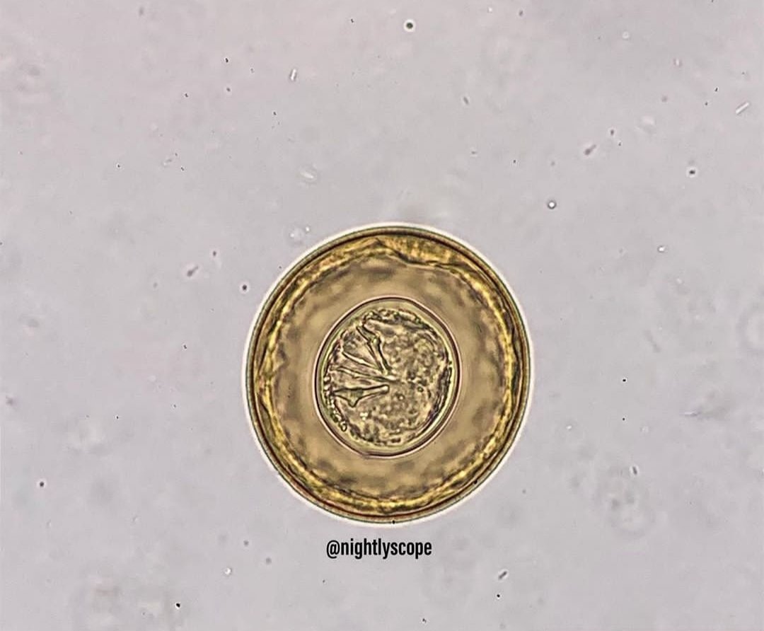 Ciclo De Vida De Hymenolepis Diminuta Hymenolepis Nana Biología: