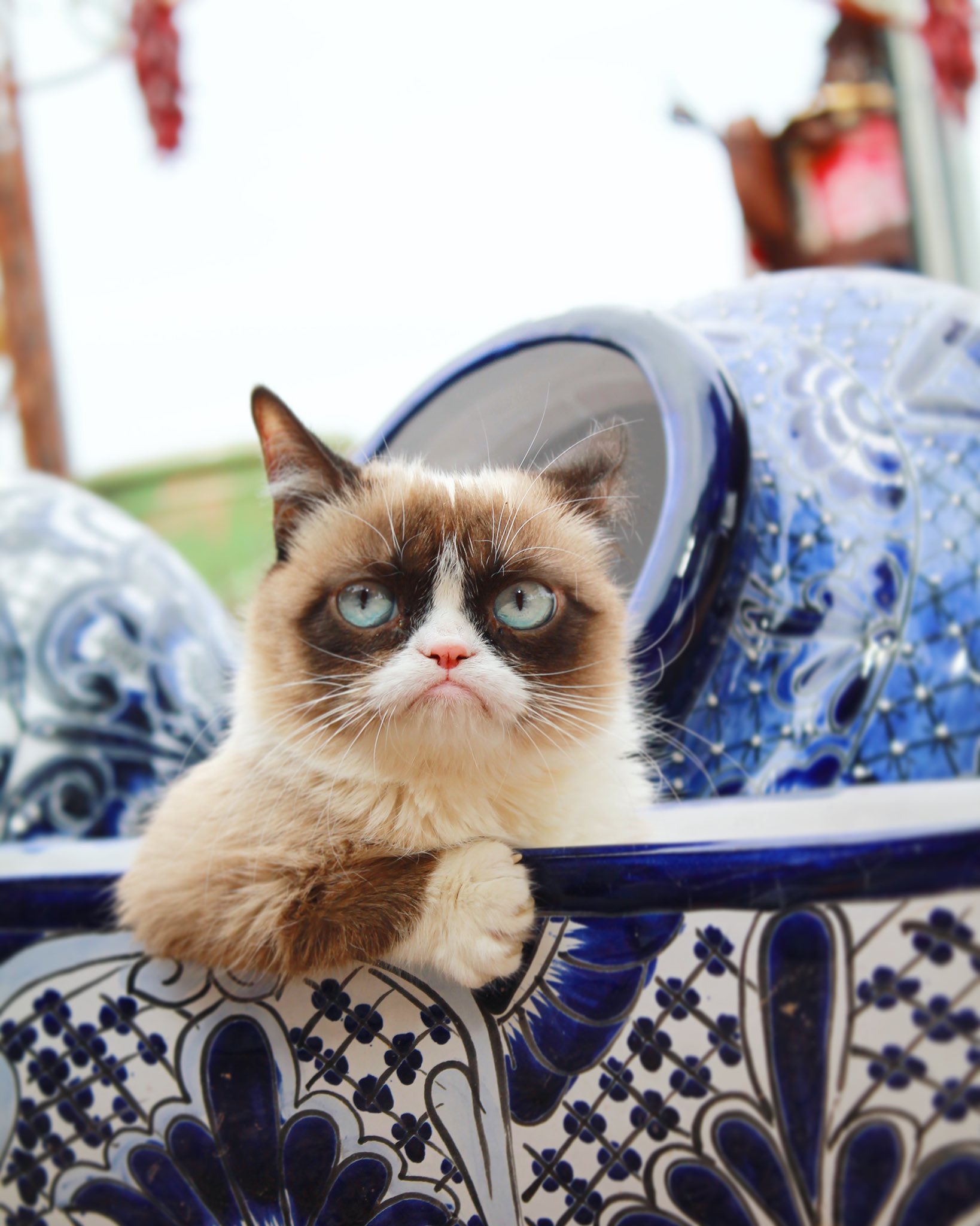 Grumpy Cat Tumblr