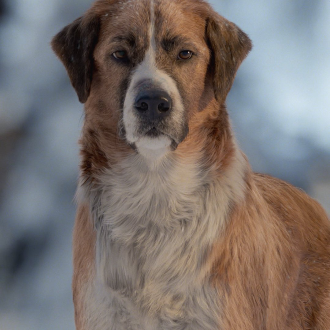 A new dog joins the pack! Welcome Buck from CallOfTheWild, starring ...