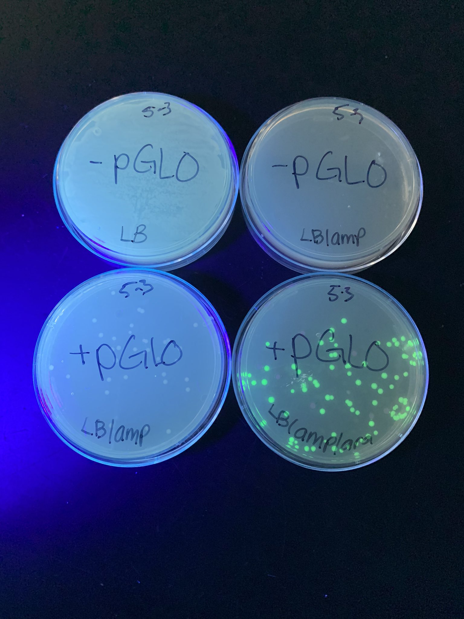 Pglo Transformation Lab Solved] Please Help Me Answer The Questions.
