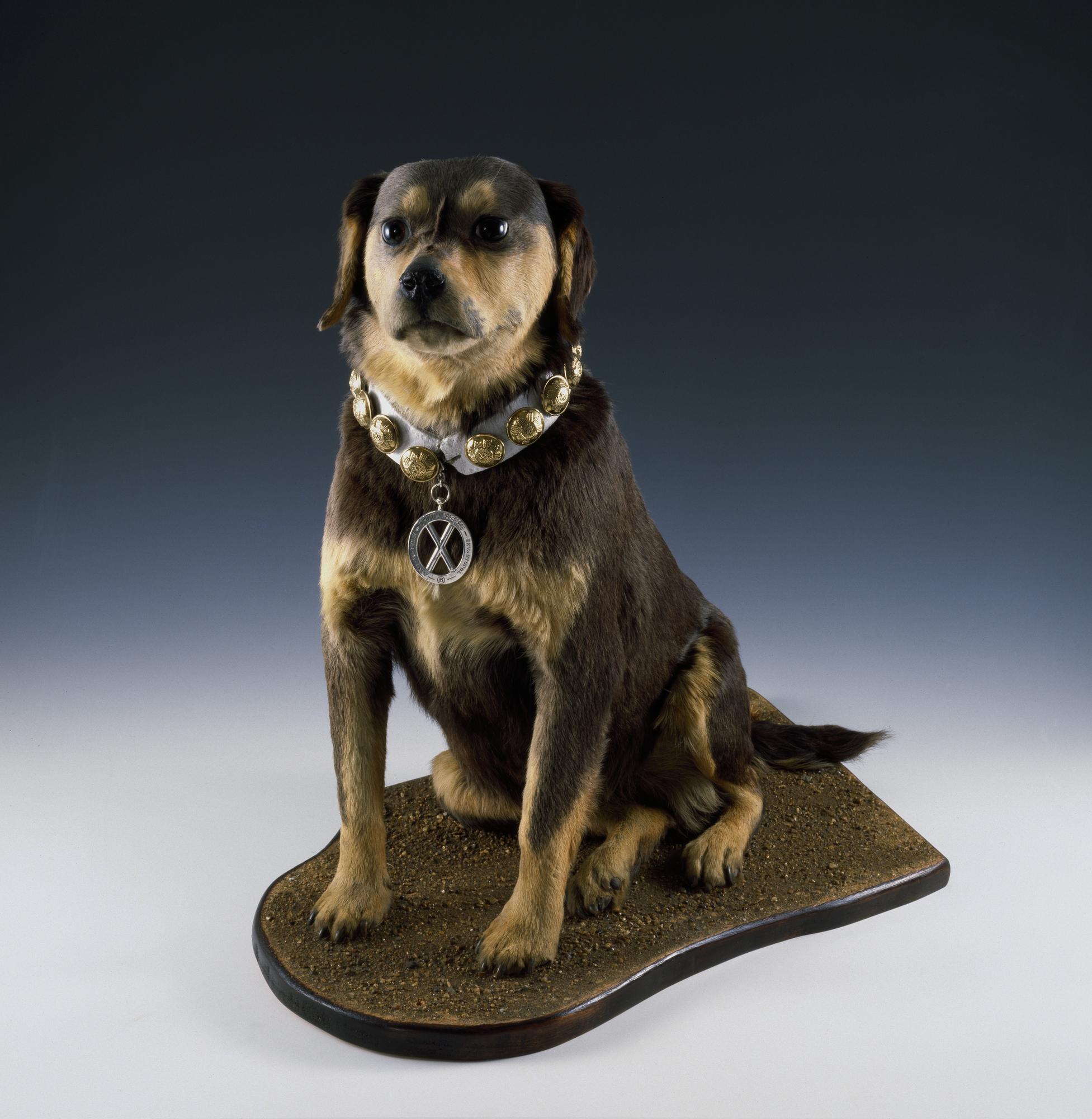 National Museums Scotland on Twitter: "You can see Bob the Dog at the ...