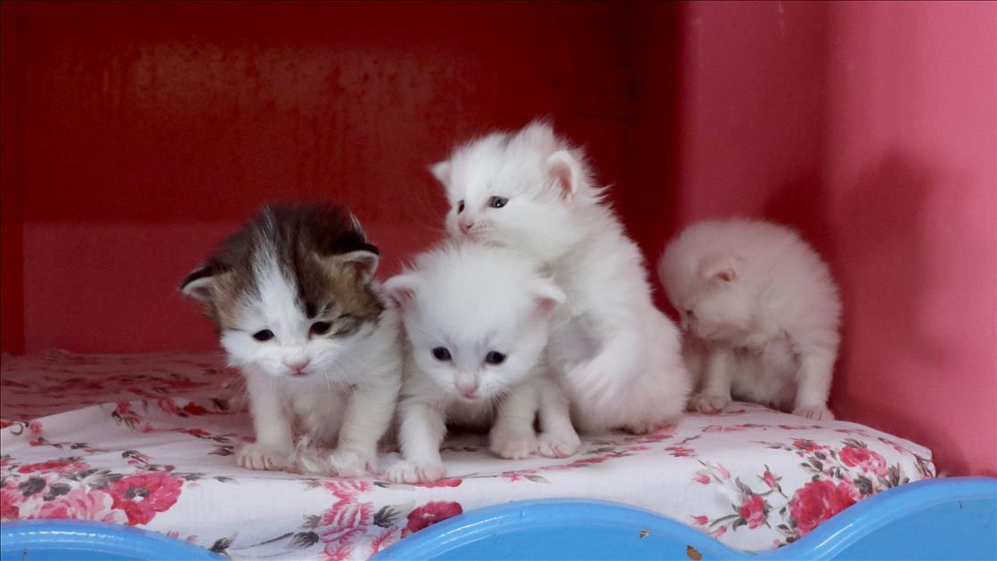 Turkish Cats 14+ Thousand Turkish Cat Royalty Free Images, Stock