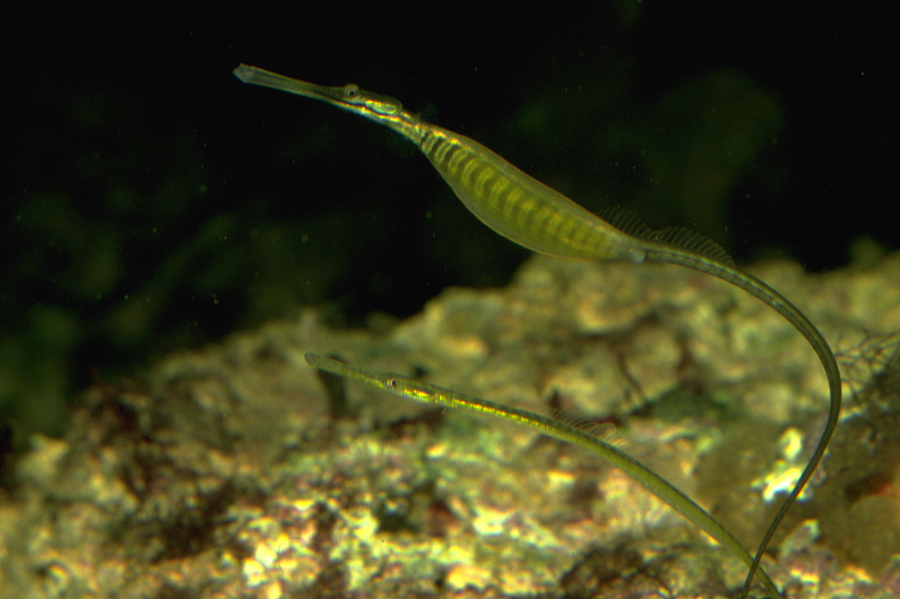 Gulf Pipefish