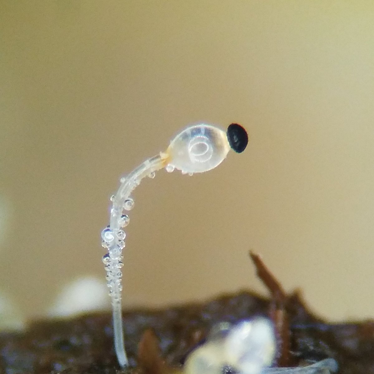 Pilobolus Crystallinus Microscope