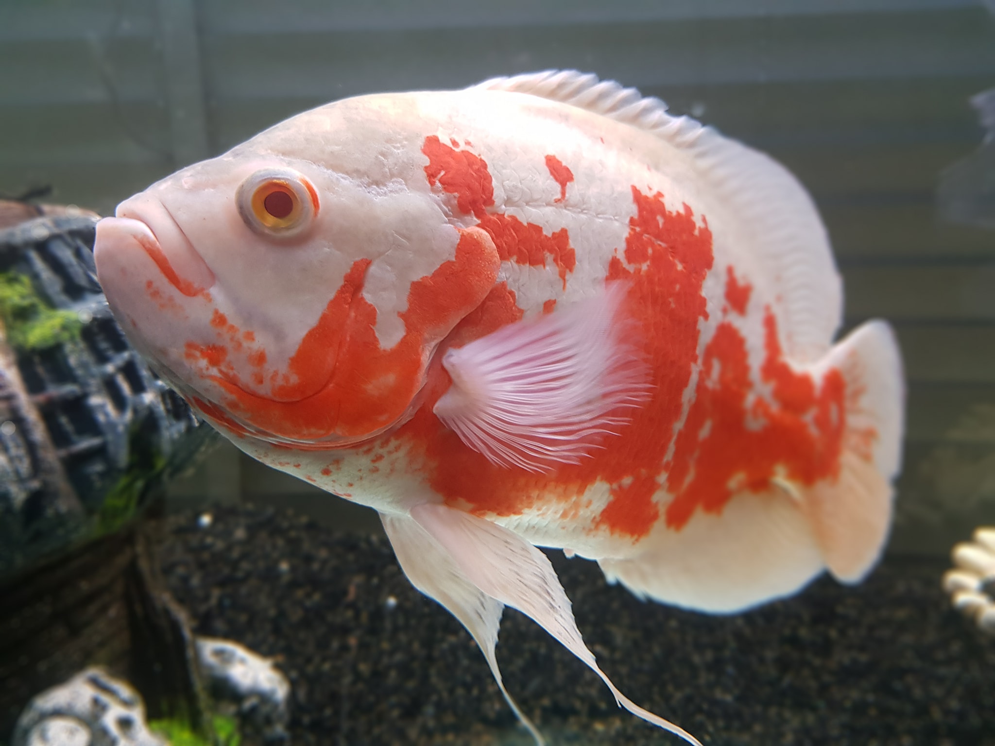 Oscar Fish Eating Goldfish