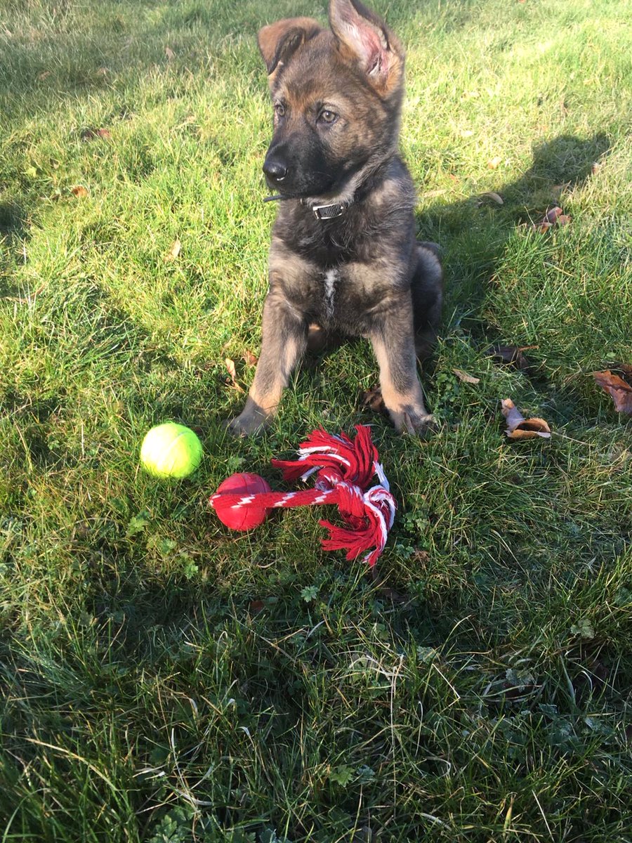 German Shepherd Runt Of The Litter