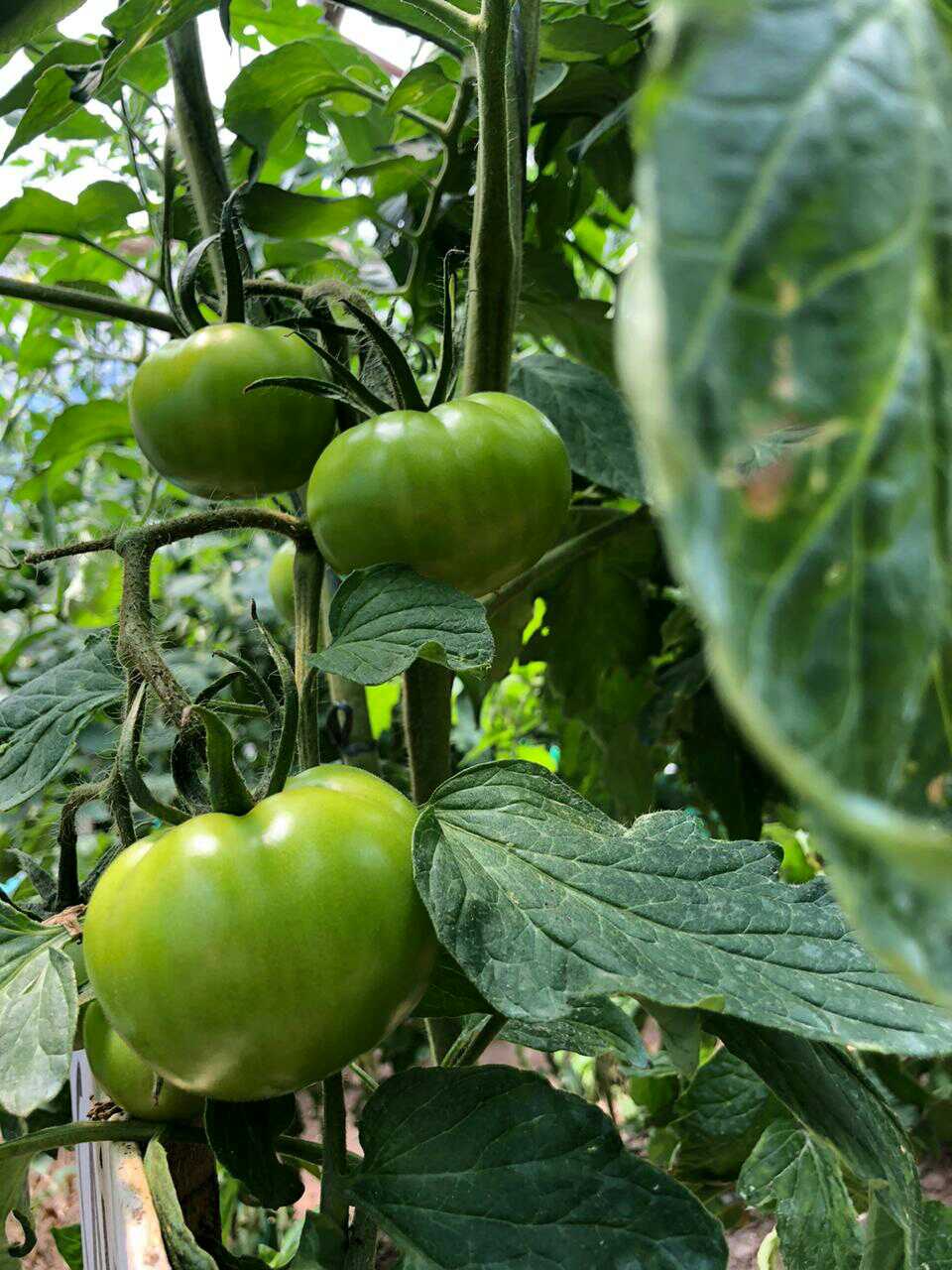 YAPU Solutions on Twitter: "Great visit last week to a client of @bancodesarrollo focusing on ...