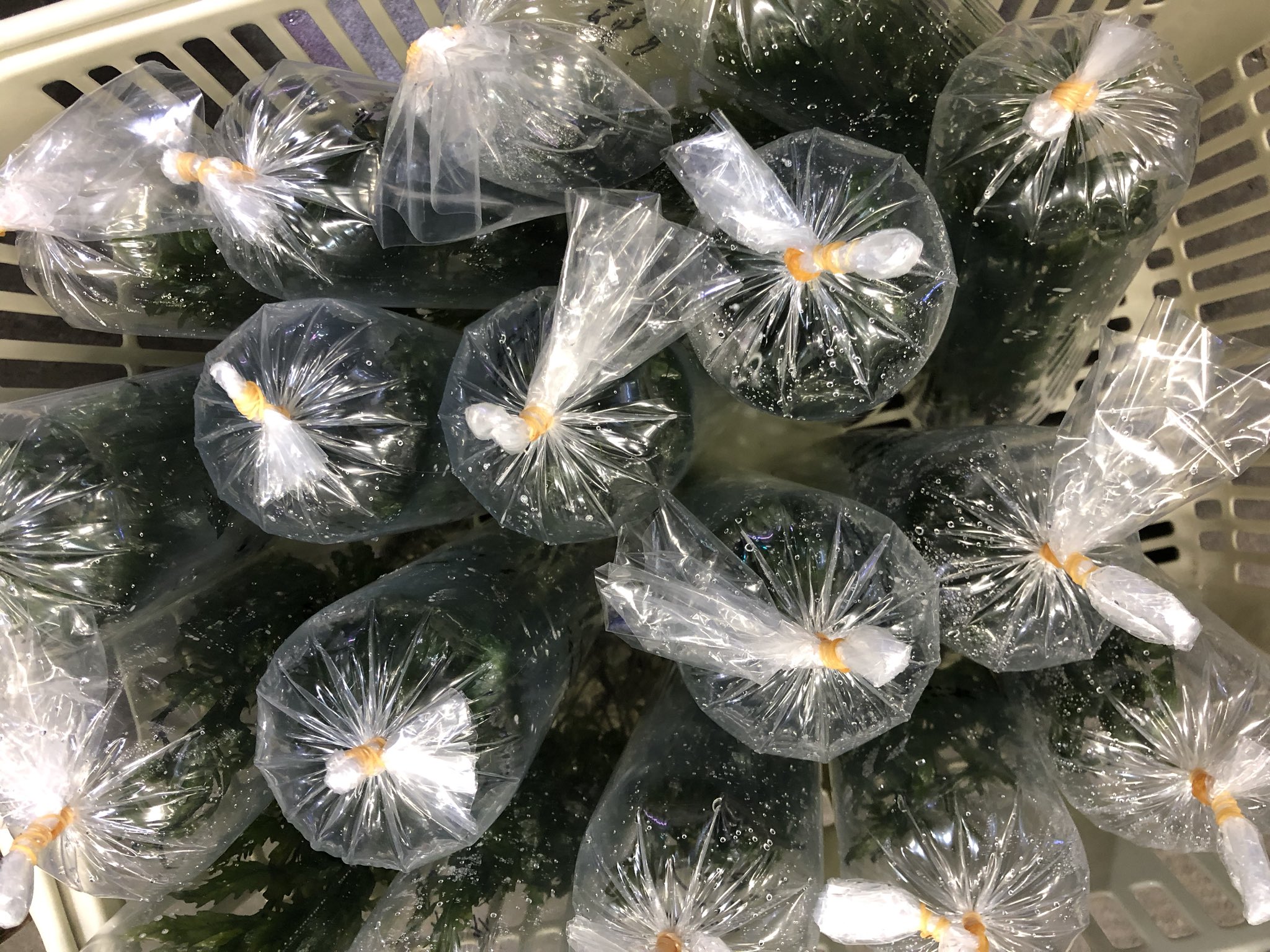 リミックスみなと熱帯魚 On Twitter 29日は限定セールやります！ ボルビティスが超お得！ 大量にあります‼️ ボルビ 水草 