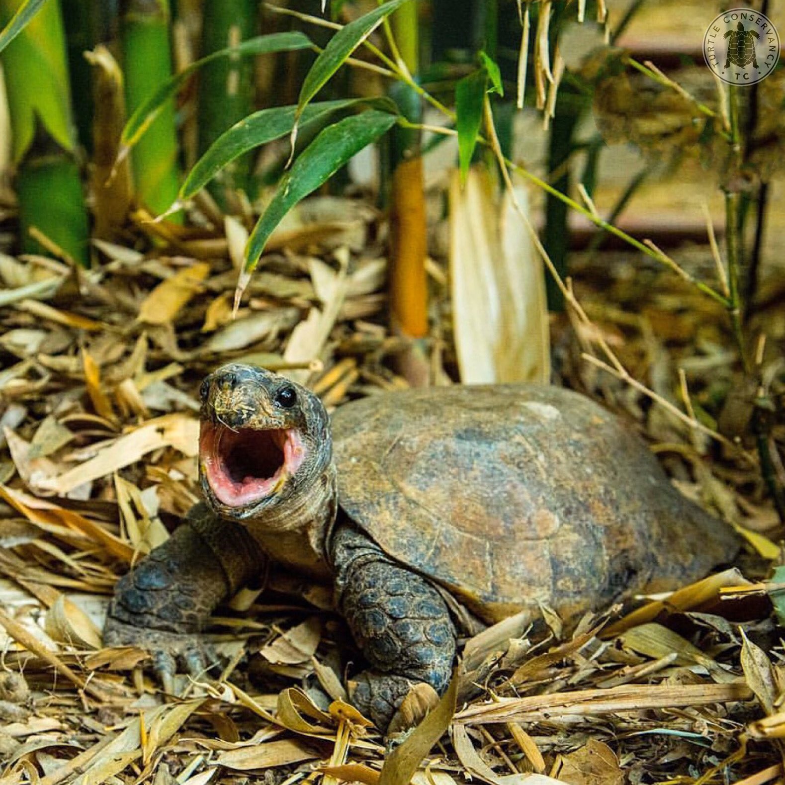 Arakan Forest Turtle