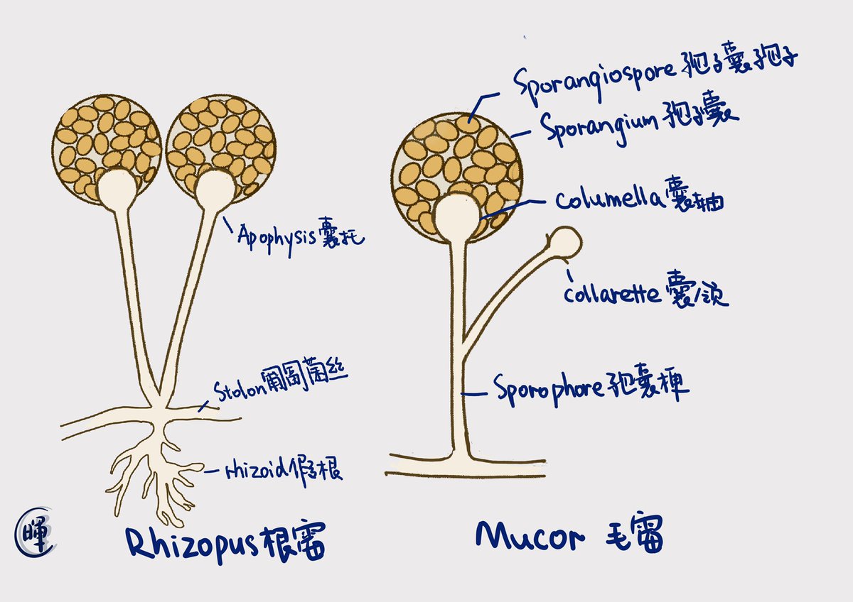 Zygomycota Sporangium
