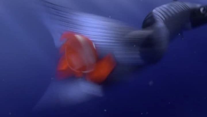 Marlin Finding Nemo Coral Barracuda