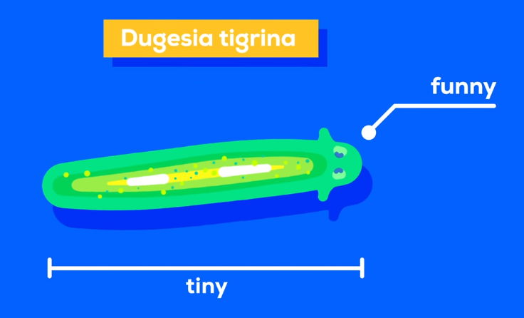 Dugesia Tigrina