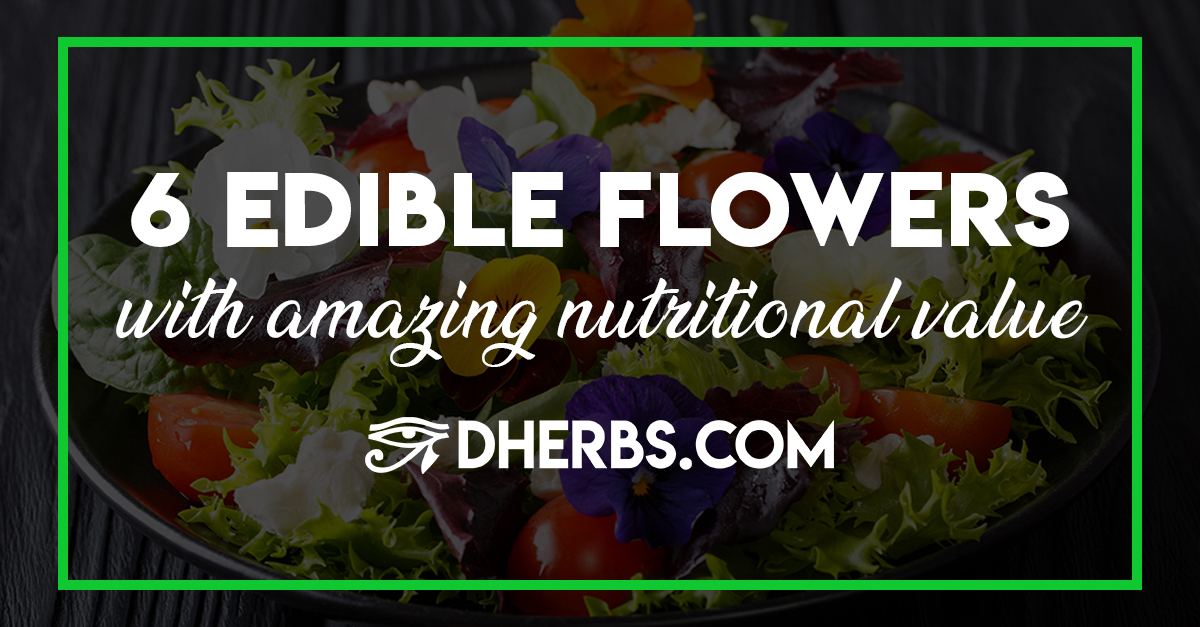 Dherbs Vegan Recipes | Bryont Blog