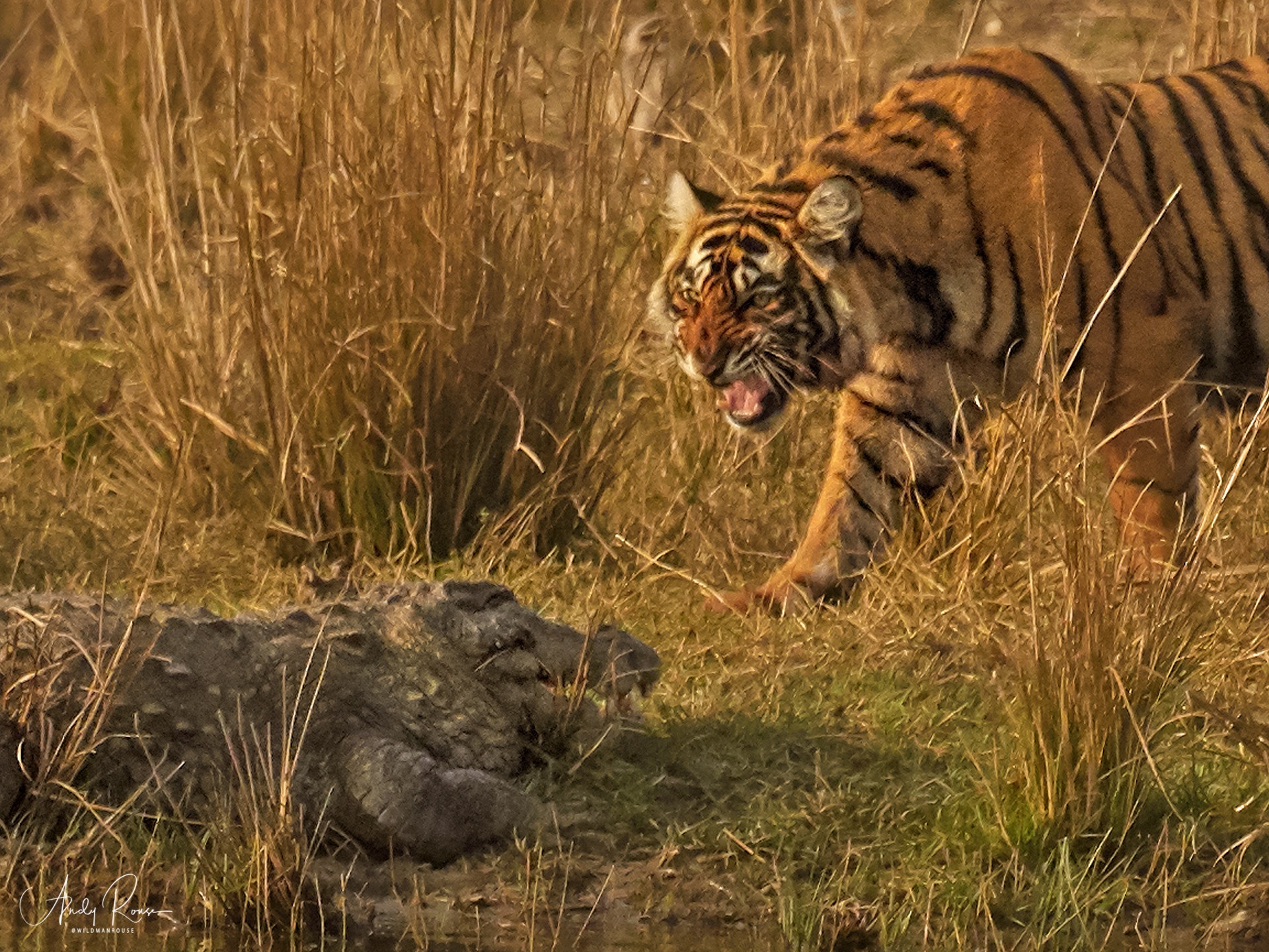 Tiger Vs Crocodile
