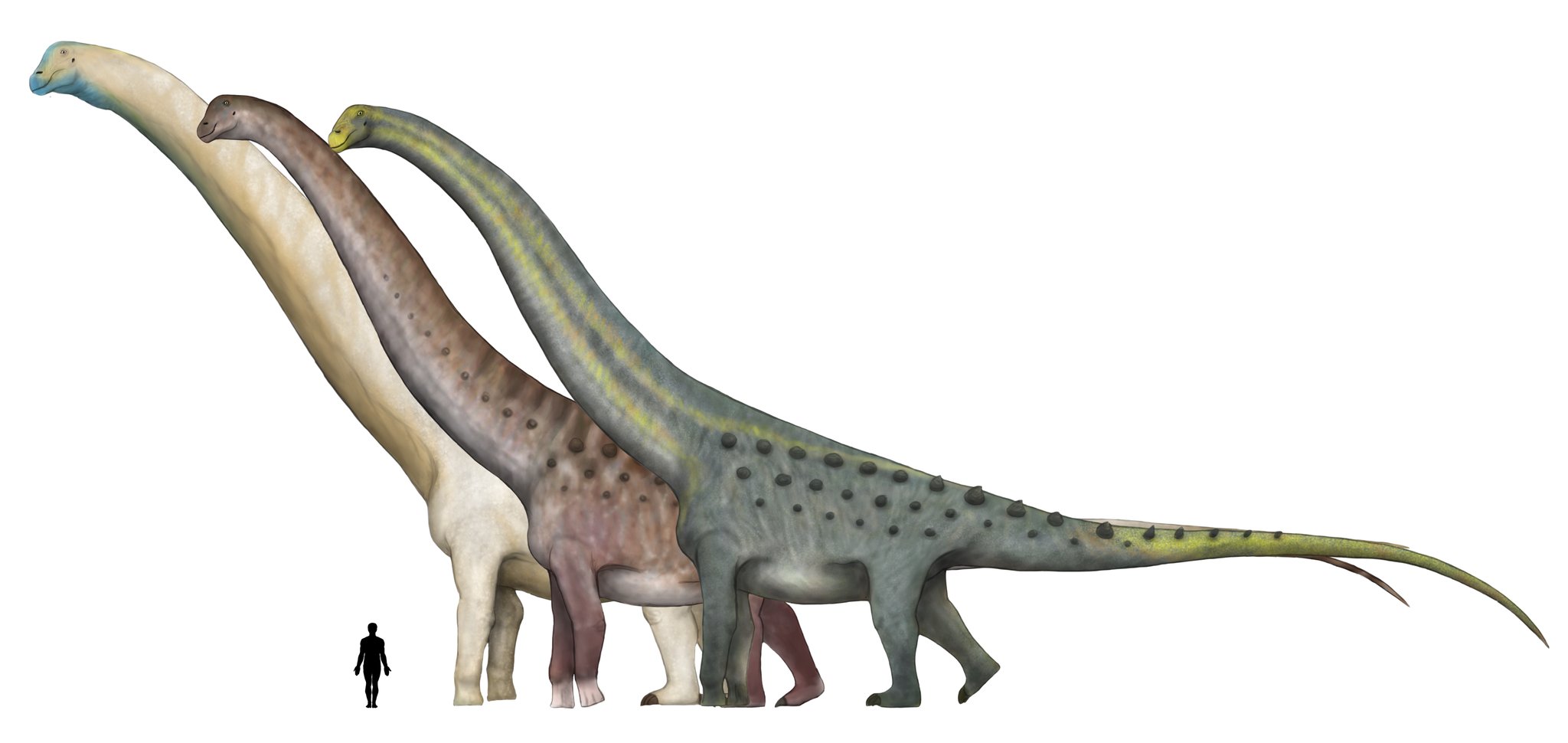 Puertasaurus