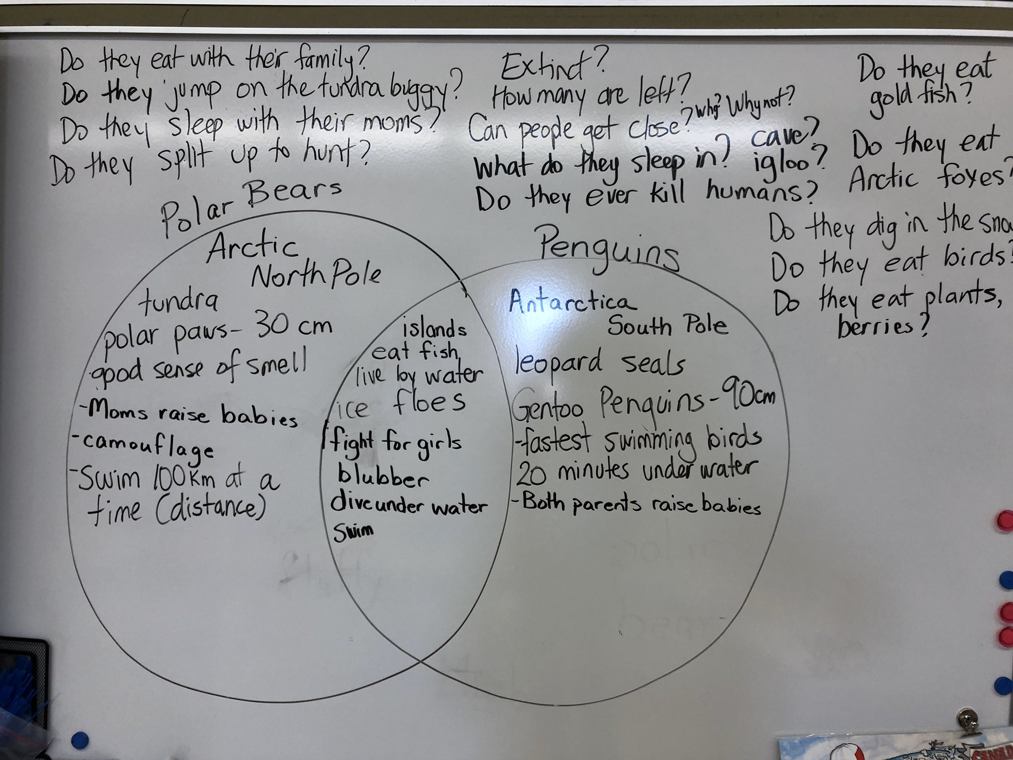 Tacky The Penguin Venn Diagram Tacky, Penguins, And Writing! Teacher
