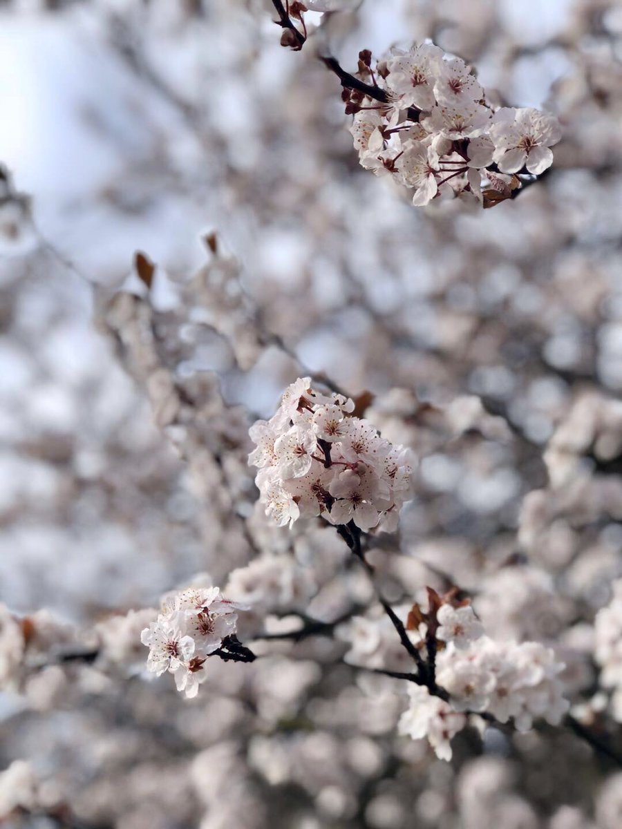 Xiaobin Jiang (@BIN_XJI) | Twitter