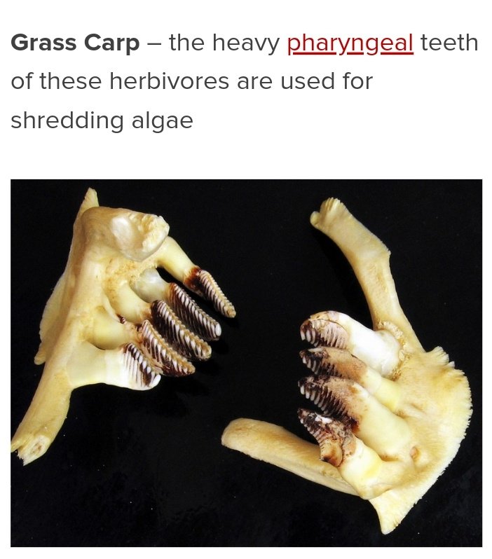 Grass Carp Teeth