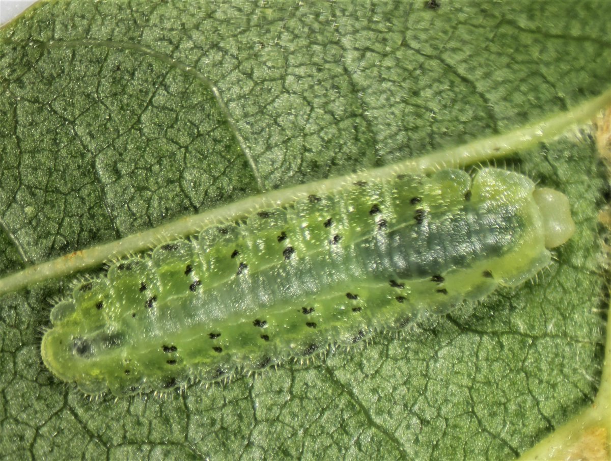 Provisional Lancashire & Cheshire Checklists for Plecoptera ...