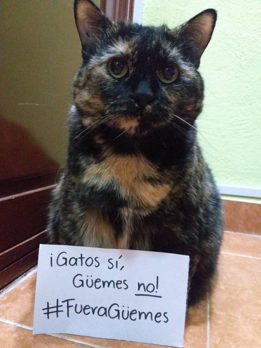 Mayra Olvera (@May_OlveraP) | Twitter