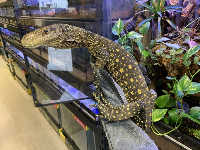 Crocodile Monitor Pet