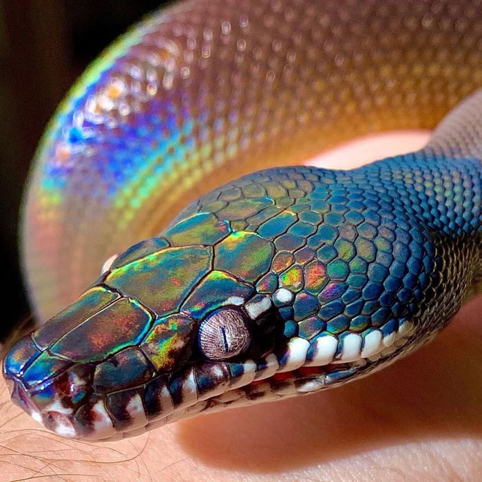 Sunbeam Snake
