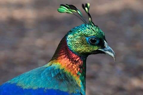 Nepali National Bird