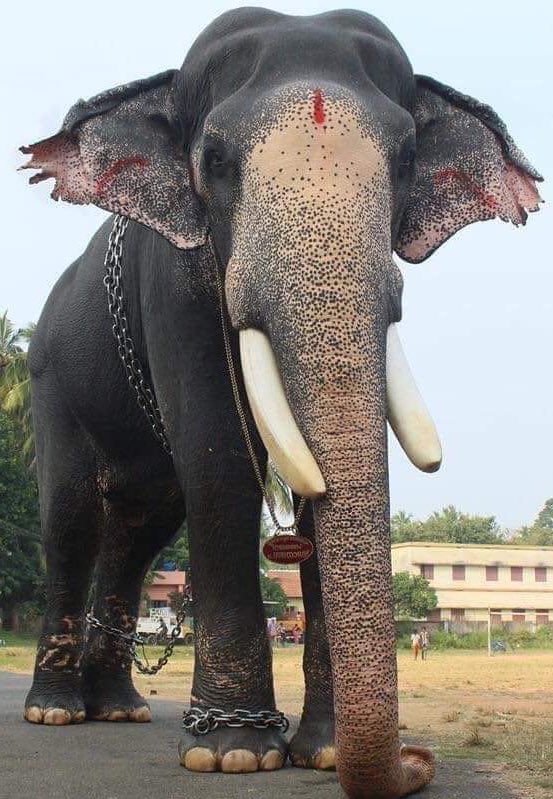 Famous Elephants In Kerala Photos With Name