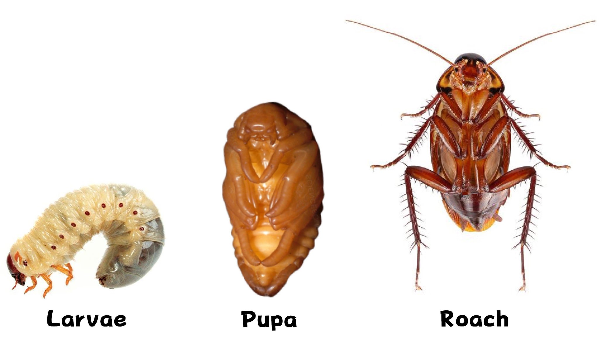 Cockroach Pupa