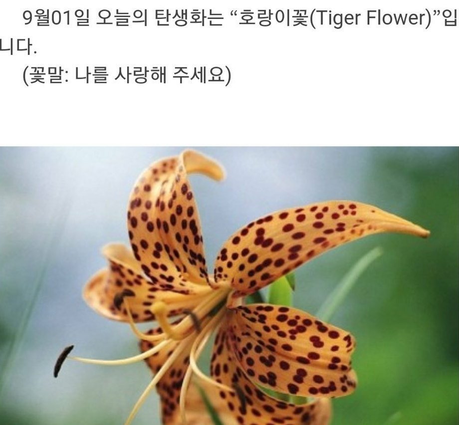 These Are BTS Members' Birth Flowers, And Their Symbolism Will Make You ...