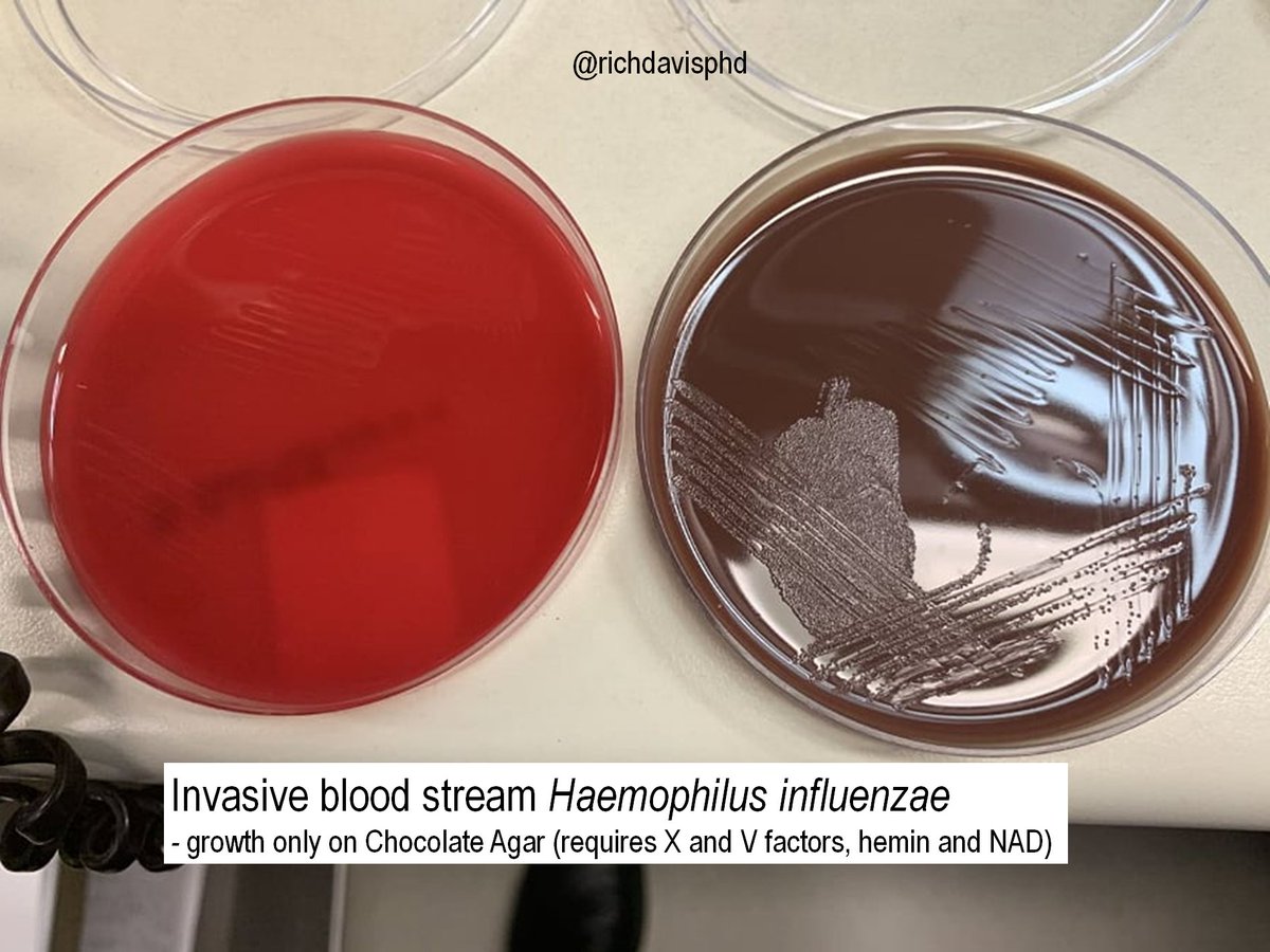 Haemophilus Growth